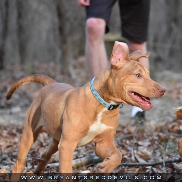 Red Nose Pitbull Puppies For Sale in Georgia. Old Family Red Nose Pit ...