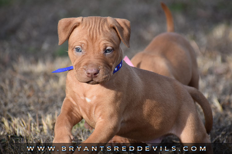 Red Nose Pitbull Puppies For Sale in Georgia. Old Family Red Nose Pit ...