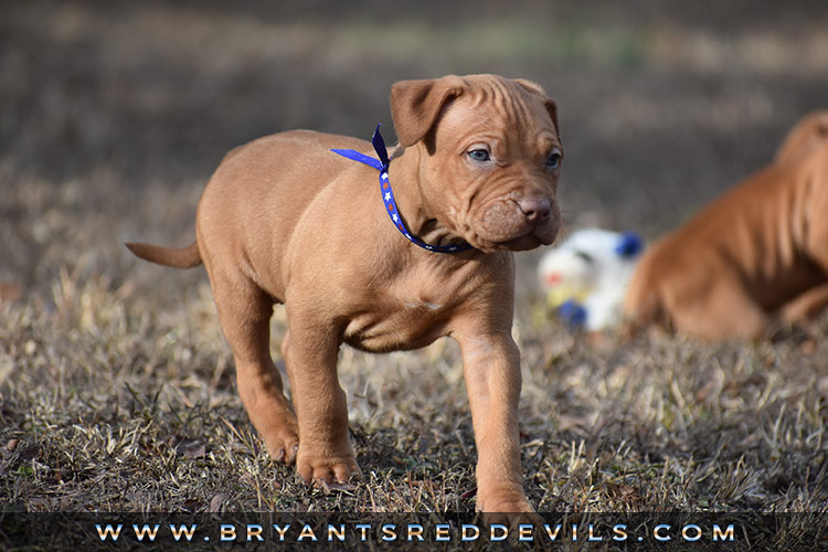 Red Nose Pitbull Puppies For Sale in Georgia. Old Family Red Nose Pit ...