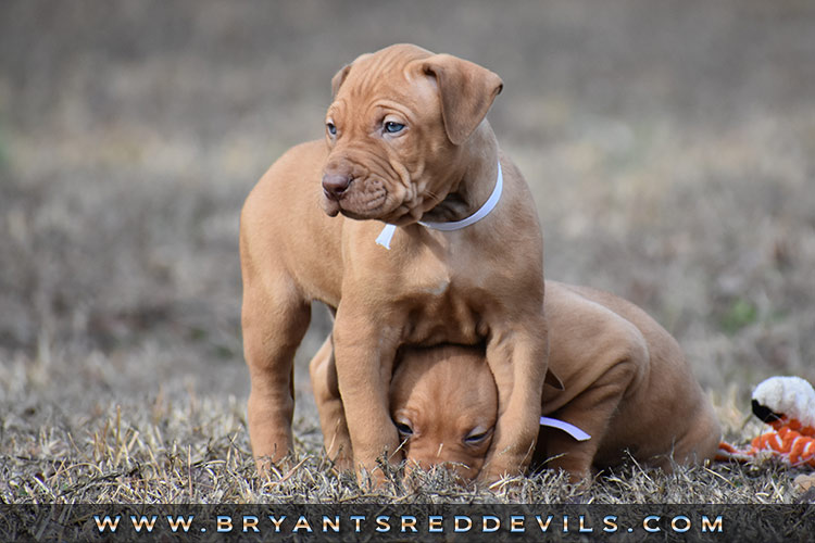Red Nose Pitbull Puppies For Sale in Georgia. Old Family Red Nose Pit ...