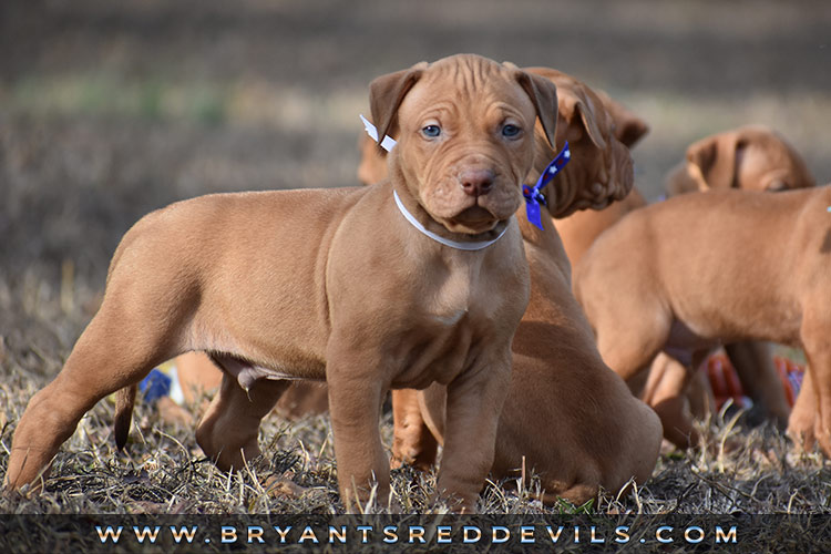 Red Nose Pitbull Puppies For Sale in Georgia. Old Family Red Nose Pit ...