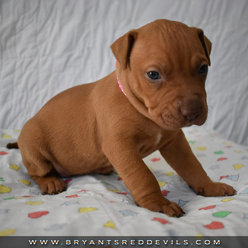 Red Nose Pitbull Puppies For Sale in Georgia. Old Family Red Nose Pit ...