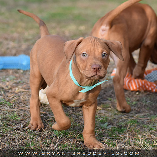 Red Nose Pitbull Puppies For Sale in Georgia. Old Family Red Nose Pit ...