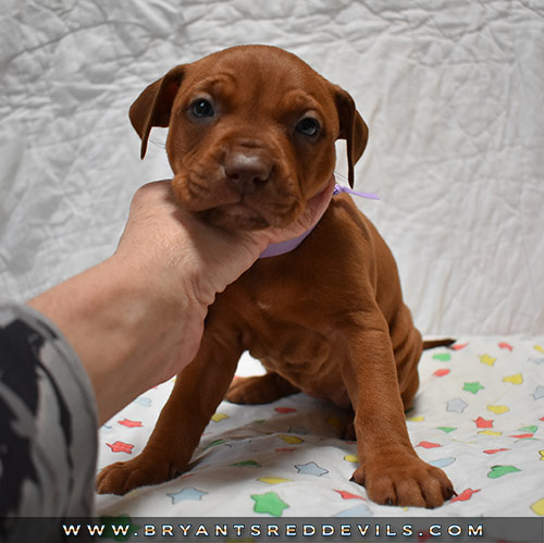 Red Nose Pitbull Puppies For Sale in Georgia. Old Family Red Nose Pit ...