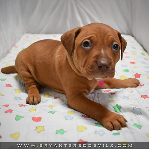 Red Nose Pitbull Puppies For Sale in Georgia. Old Family Red Nose Pit ...