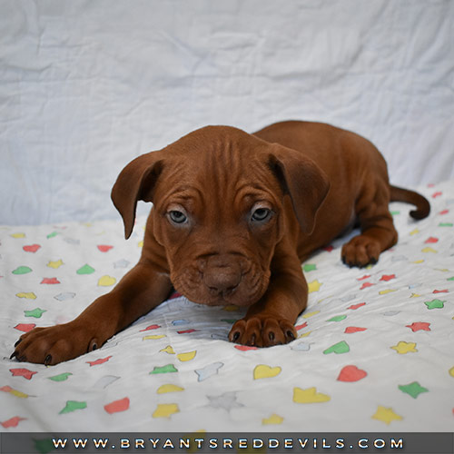 Red Nose Pitbull Puppies For Sale in Georgia. Old Family Red Nose Pit ...