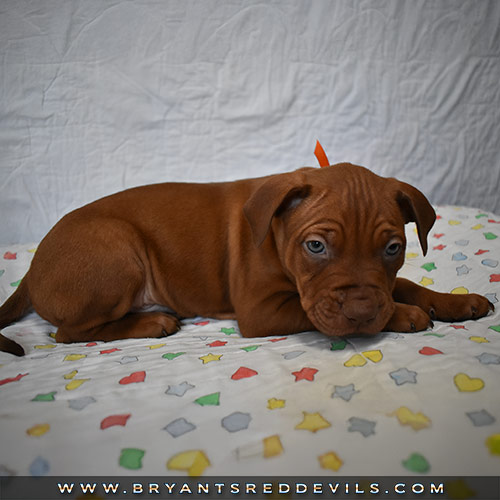 Red Nose Pitbull Puppies For Sale in Georgia. Old Family Red Nose Pit ...