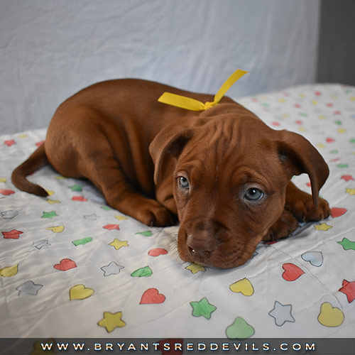 Red Nose Pitbull Puppies For Sale in Georgia. Old Family Red Nose Pit ...