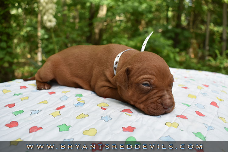 Red Nose Pitbull Puppies For Sale in Georgia. Old Family Red Nose Pit ...