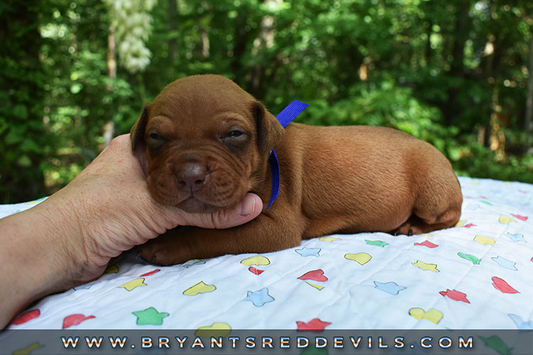 Red Nose Pitbull Puppies For Sale in Georgia. Old Family Red Nose Pit ...