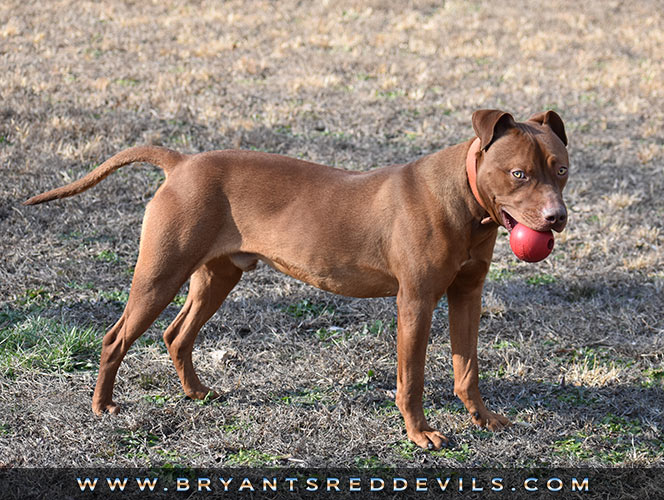 Sitzes' War Pig - Male Red Nose American Pit Bull Terrier