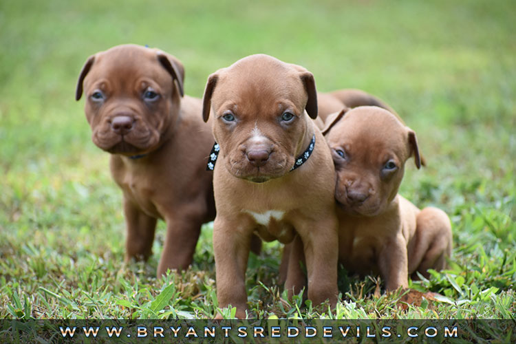 Red Nose Pitbull Puppies For Sale in Georgia. Old Family Red Nose Pit ...