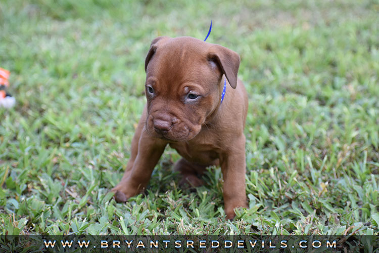 Red Nose Pitbull Puppies For Sale in Georgia. Old Family Red Nose Pit ...