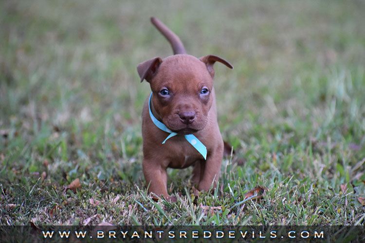 Red Nose Pitbull Puppies For Sale in Georgia. Old Family Red Nose Pit ...