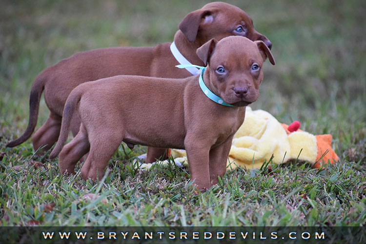 Red Nose Pitbull Puppies For Sale in Georgia. Old Family Red Nose Pit ...