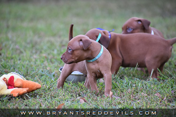 Red Nose Pitbull Puppies For Sale in Georgia. Old Family Red Nose Pit ...