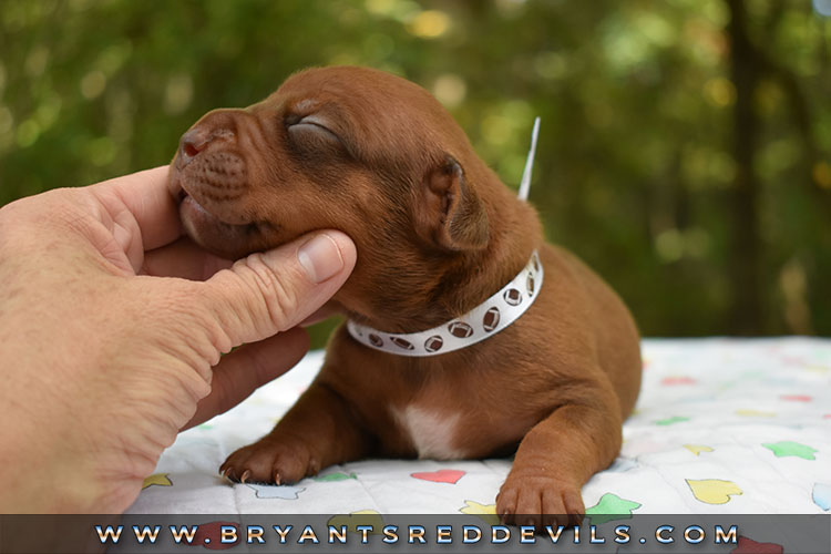 Red Nose Pitbull Puppies For Sale in Georgia. Old Family Red Nose Pit ...