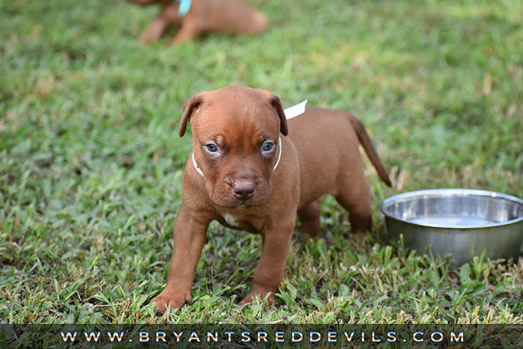 Red Nose Pitbull Puppies For Sale in Georgia. Old Family Red Nose Pit ...