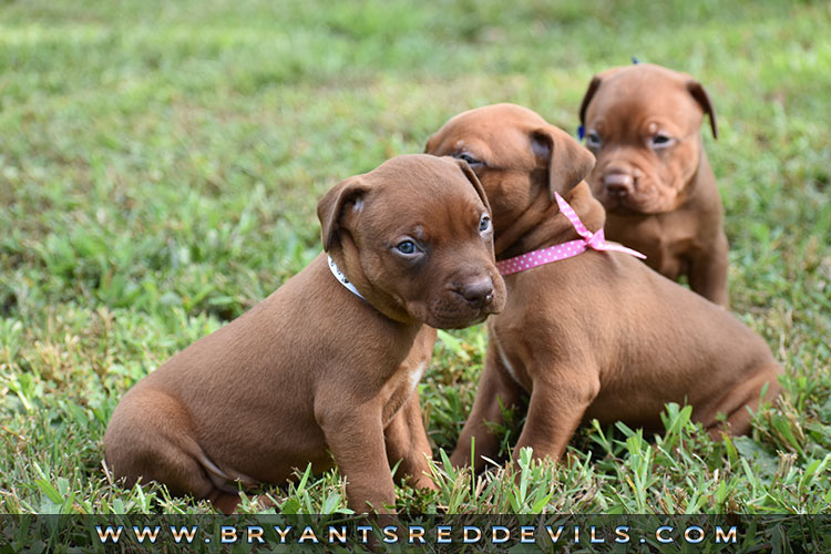 Red Nose Pitbull Puppies For Sale in Georgia. Old Family Red Nose Pit ...