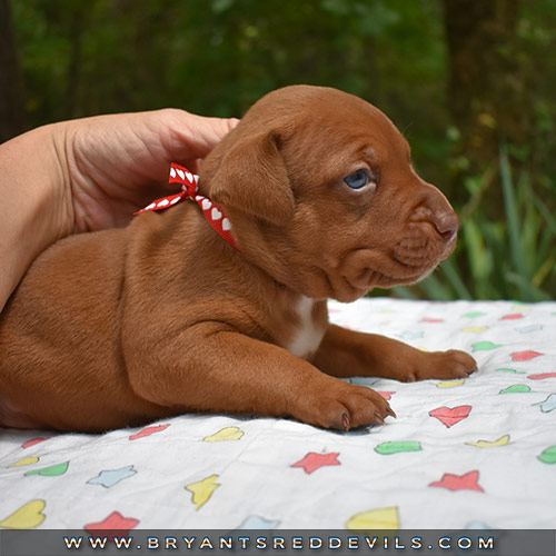 Red Nose Pitbull Puppies For Sale in Georgia. Old Family Red Nose Pit ...
