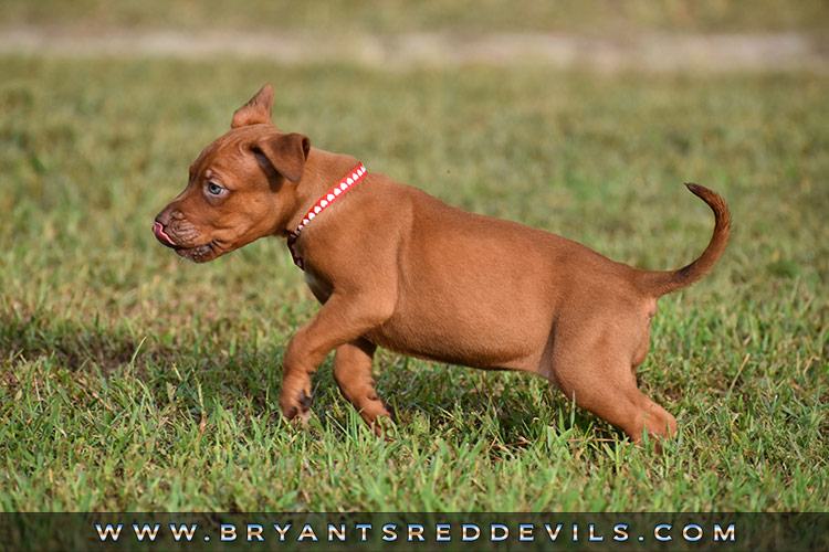 Red Nose Pitbull Puppies For Sale in Georgia. Old Family Red Nose Pit ...
