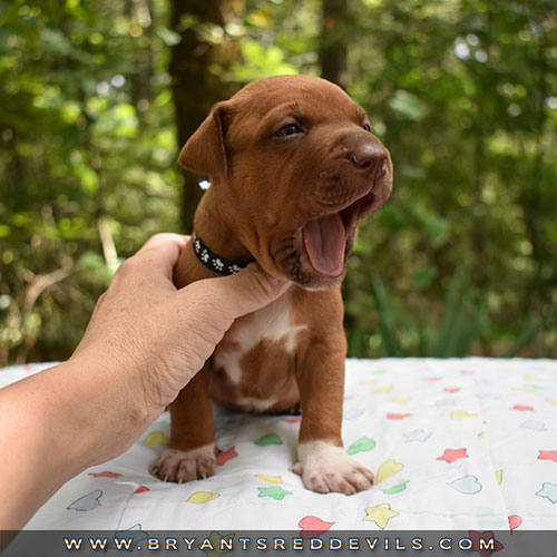 Red Nose Pitbull Puppies For Sale in Georgia. Old Family Red Nose Pit ...