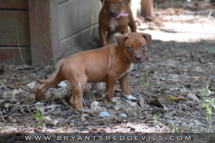 Red Nose Pitbull Puppies For Sale in Georgia. Old Family Red Nose Pit ...