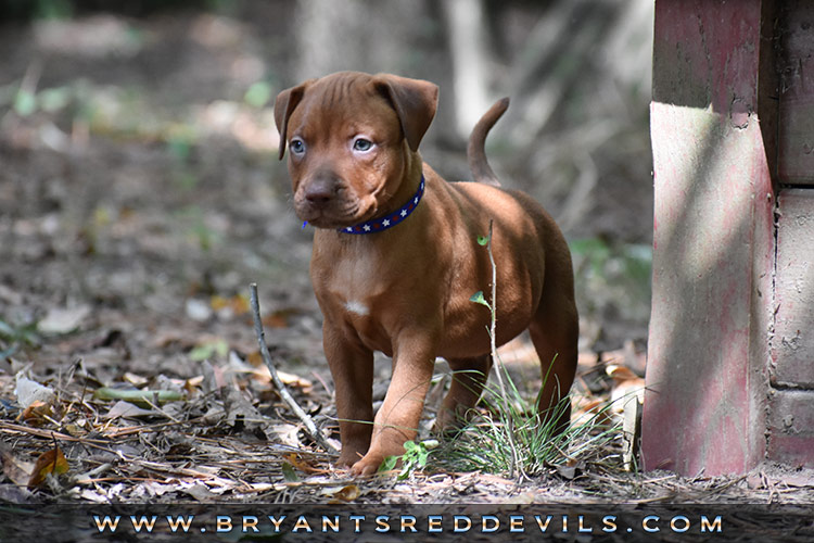 Red Nose Pitbull Puppies For Sale in Georgia. Old Family Red Nose Pit ...