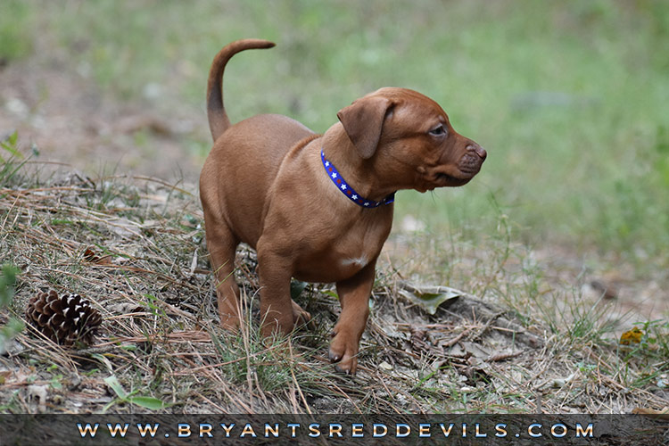 Red Nose Pitbull Puppies For Sale in Georgia. Old Family Red Nose Pit ...