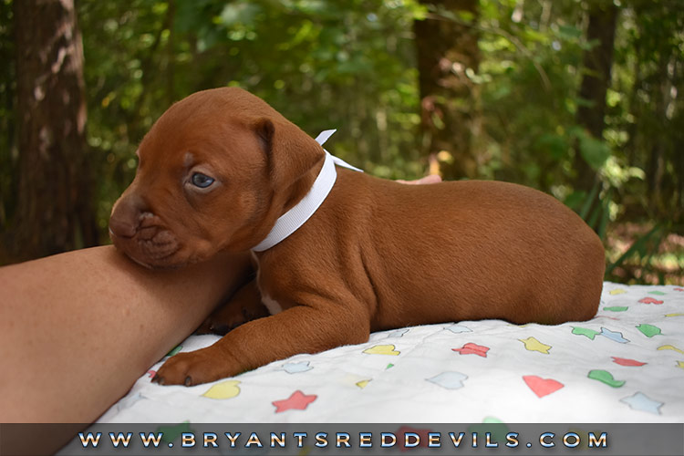 Red Nose Pitbull Puppies For Sale in Georgia. Old Family Red Nose Pit ...
