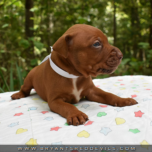 Red Nose Pitbull Puppies For Sale in Georgia. Old Family Red Nose Pit ...