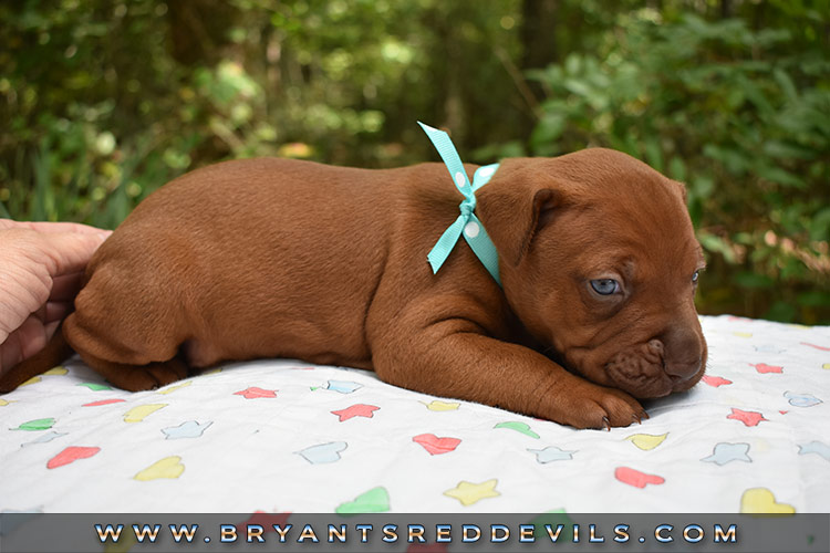Red Nose Pitbull Puppies For Sale in Georgia. Old Family Red Nose Pit ...