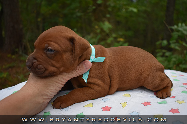 Red Nose Pitbull Puppies For Sale in Georgia. Old Family Red Nose Pit ...