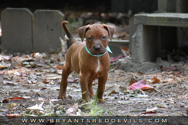 Red Nose Pitbull Puppies For Sale in Georgia. Old Family Red Nose Pit ...