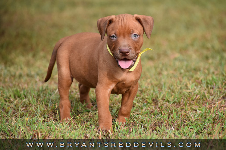Red Nose Pitbull Puppies For Sale in Georgia. Old Family Red Nose Pit ...