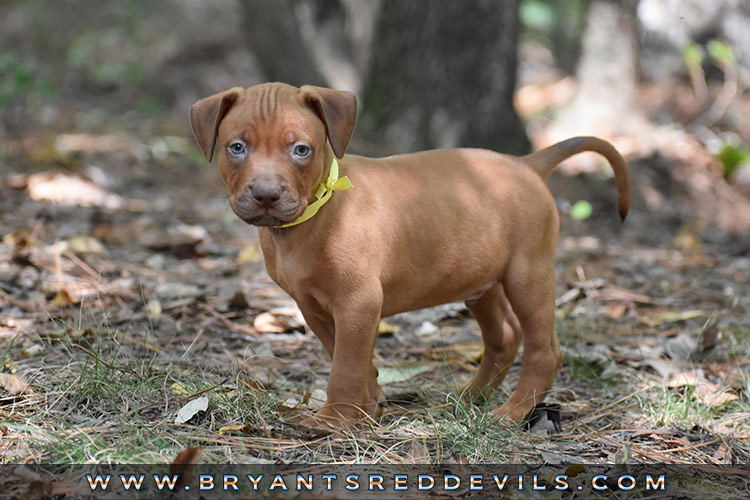 Red Nose Pitbull Puppies For Sale in Georgia. Old Family Red Nose Pit ...