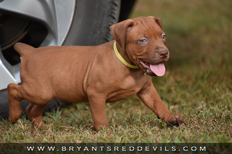 Red Nose Pitbull Puppies For Sale in Georgia. Old Family Red Nose Pit ...