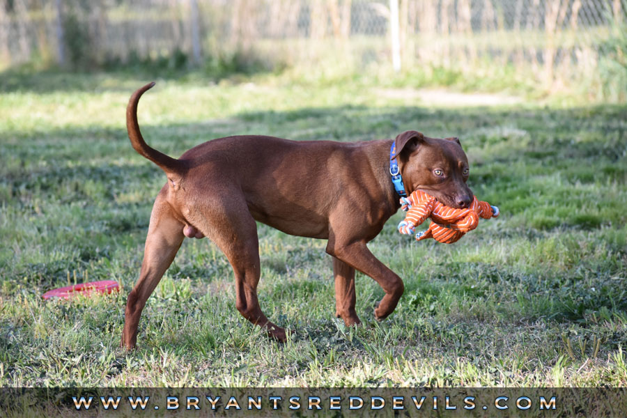 Bryant's Red Yap - Male Red Nose American Pit Bull Terrier