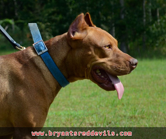 Bryant's Red Devils Red Nose Pit Bull Breeders in Georgia. Old Family ...